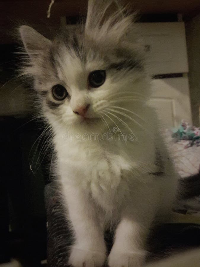 Beautifull stock image. Image of socute, kitty, beauty - 102338431