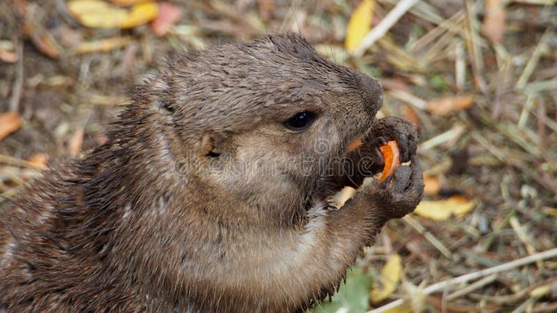 Cute Beaver Eating a Pumpkin Stock Image - Image of wildlife, brown ...