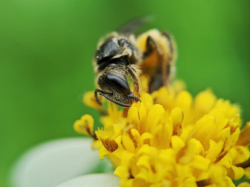 Cute Bee Alight on Blooming Flowers in Search of Food Stock Photo ...
