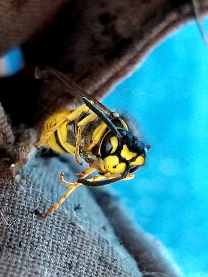 Wasp stock image. Image of looking, yellow, cute - 128398691