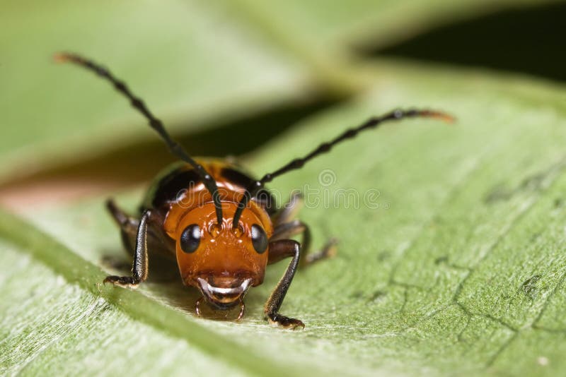 Cute Beetle face stock image. Image of nature, wild, park - 8138573