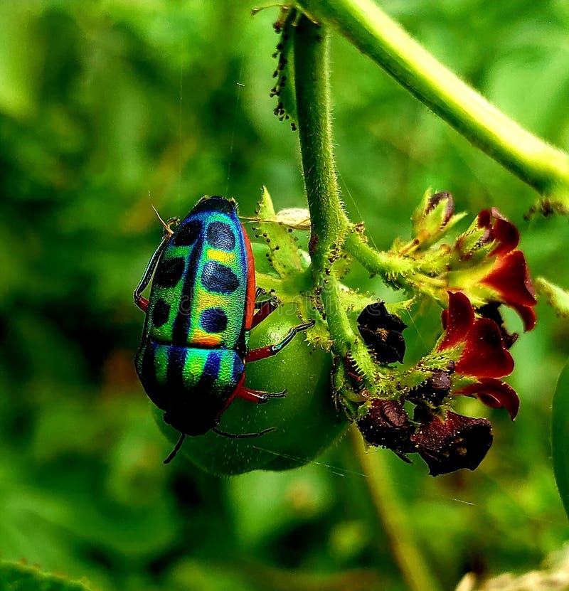 Cute beetle on a plant stock photo. Image of plan, cute - 284232376