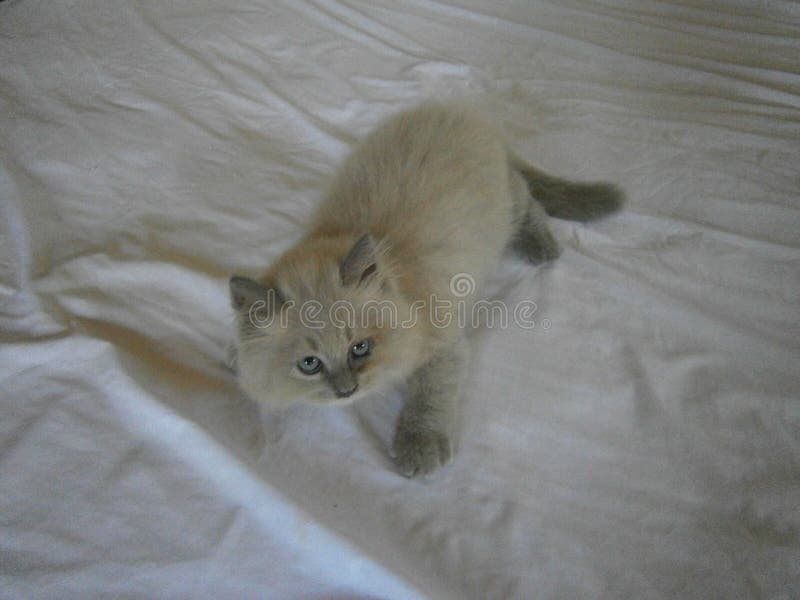 Cute Beige Kitten Playing on White Cloth Stock Photo - Image of white ...