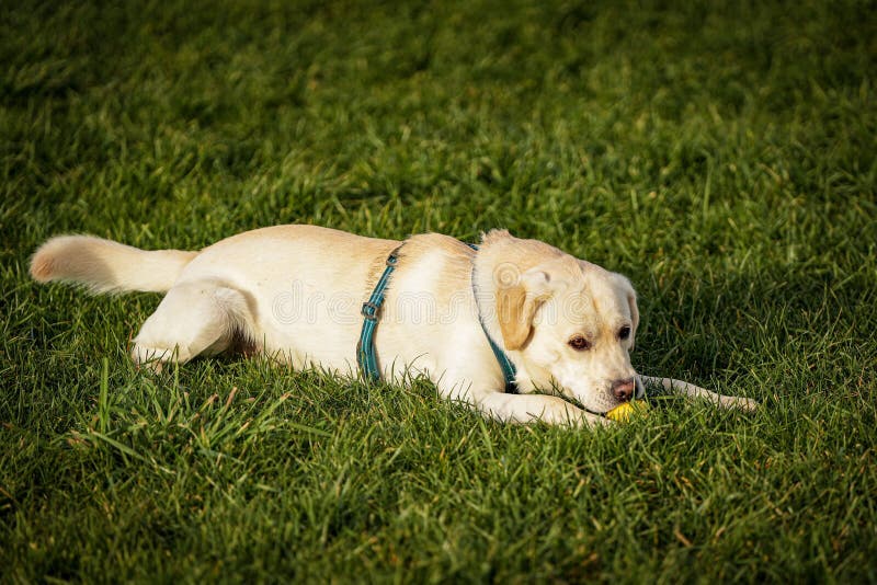 Cute Beige Labrador on Grass Stock Image - Image of breed, nature ...