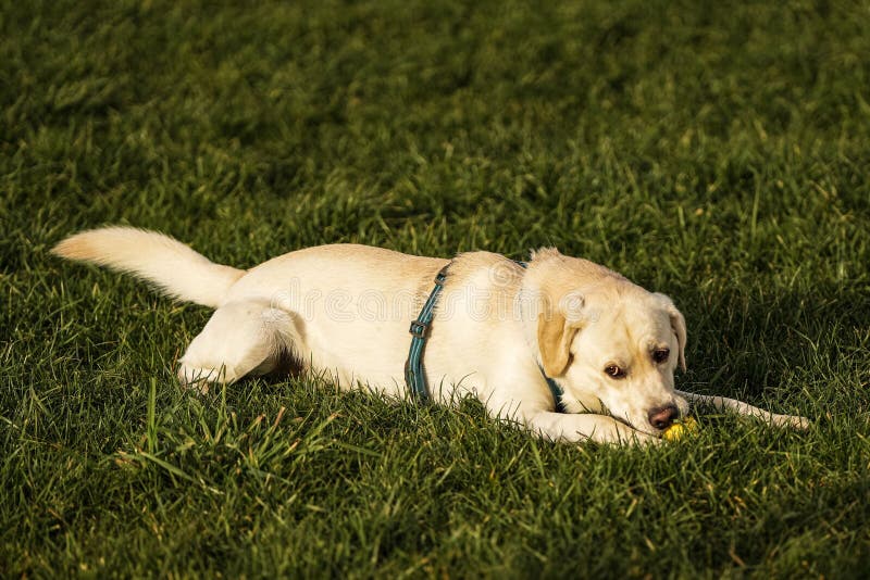 Cute Beige Labrador on Grass Stock Image - Image of young, canine ...