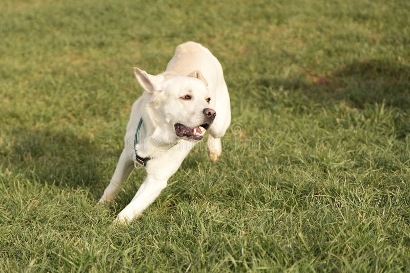 Cute Beige Labrador Running on Grass Stock Photo - Image of background ...