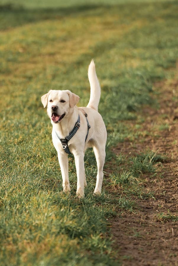 Cute Beige Labrador Walking on Grass Stock Image - Image of leisure ...