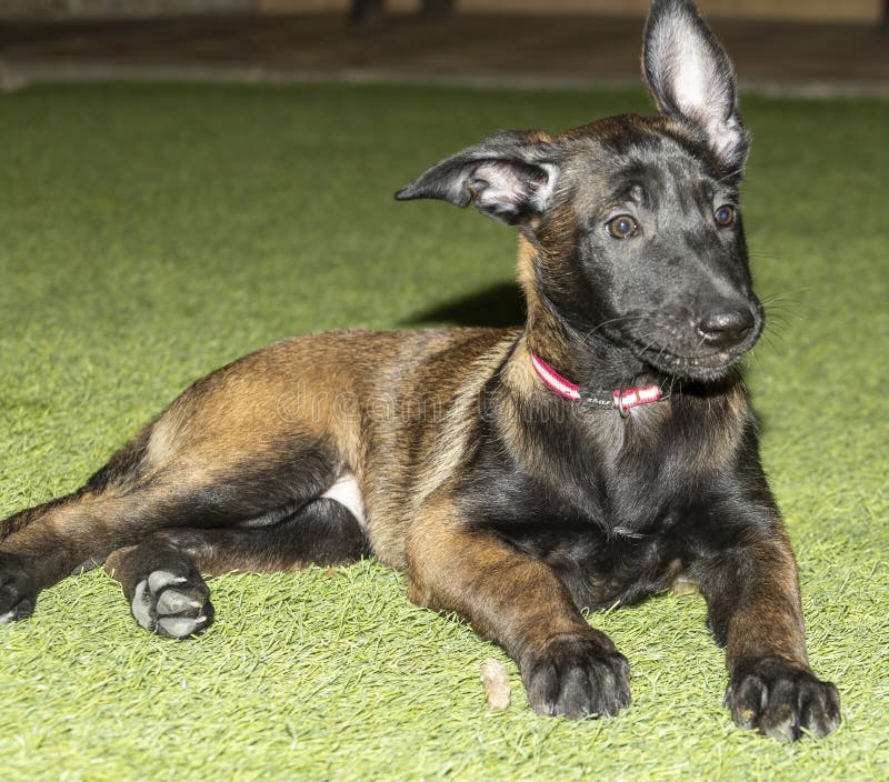 A Cute Belgian Malinois Puppy`s Face Stock Photo - Image of outdoors ...