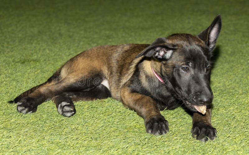 A Cute Belgian Malinois Puppy`s Face Stock Image - Image of grass ...
