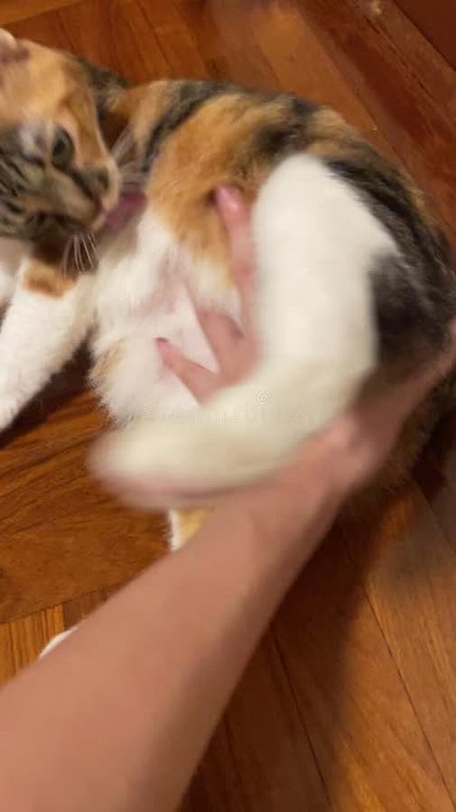 Cute belly stock video. Video of cute, flap, lazy, playing - 269973735