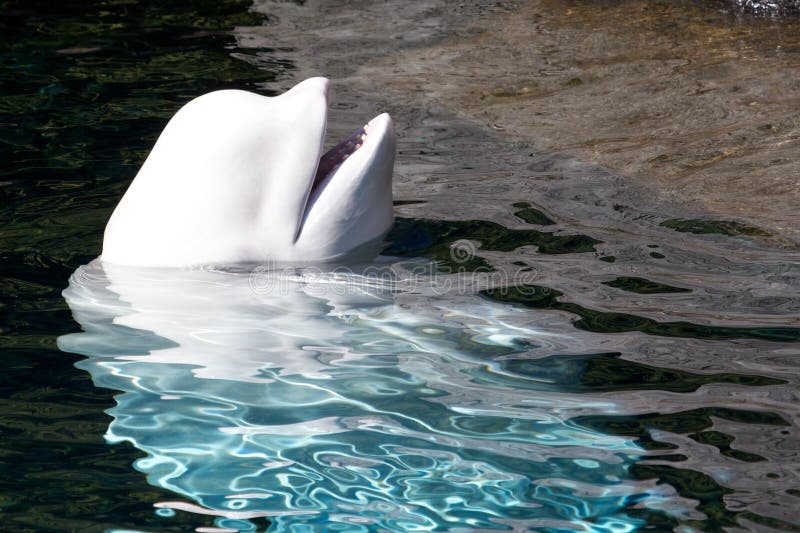 Whale Beluga Eye Stock Photos - Free & Royalty-Free Stock Photos from ...
