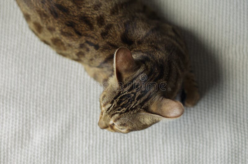 Cute Bengal Cat Lying on the Bed. Top View Stock Image - Image of ...