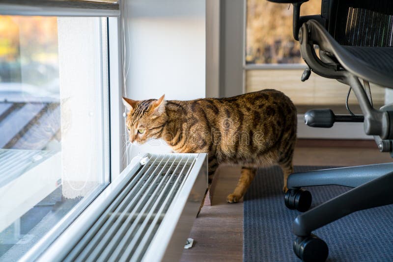 Cute Bengal Funny Cat Playing at Home Looking through the Window Stock ...