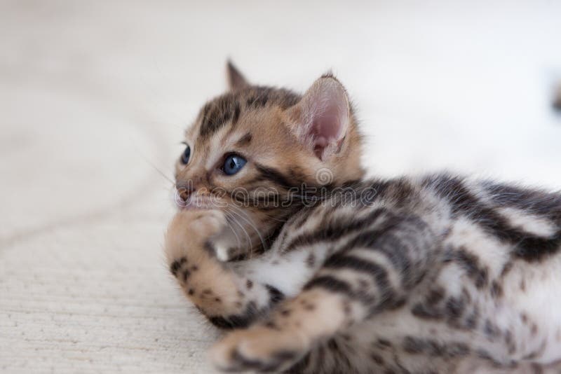 Cute bengal kitten stock photo. Image of animal, brown - 114447828