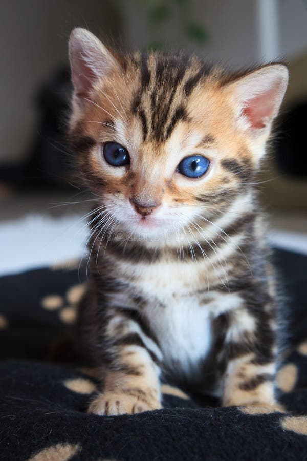 Cute bengal kitten stock photo. Image of close, cuddly - 81712046