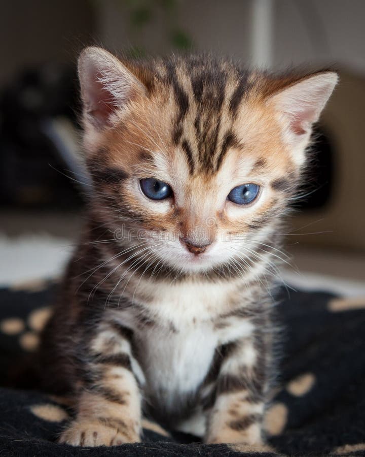 Cute bengal kitten stock image. Image of marvelous, purebred - 96006711