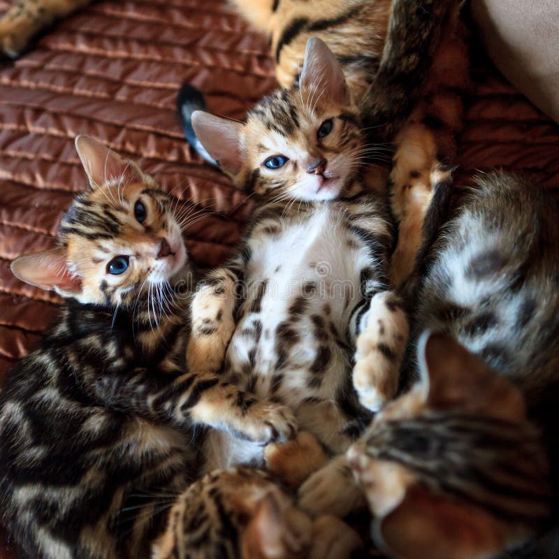 Cute bengal kittens stock photo. Image of kitten, kitty - 115845912