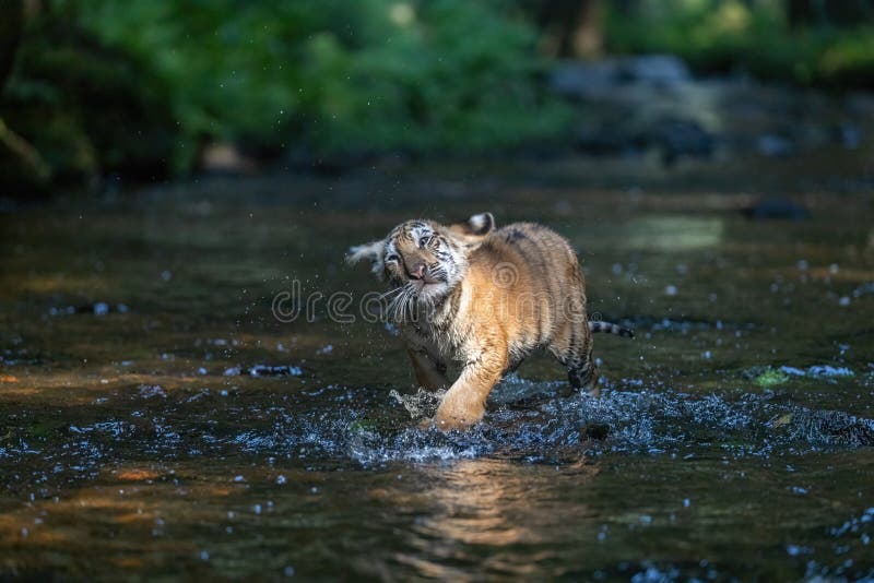 Cute Bengal Tiger Cub is Running in the River Stock Image - Image of ...
