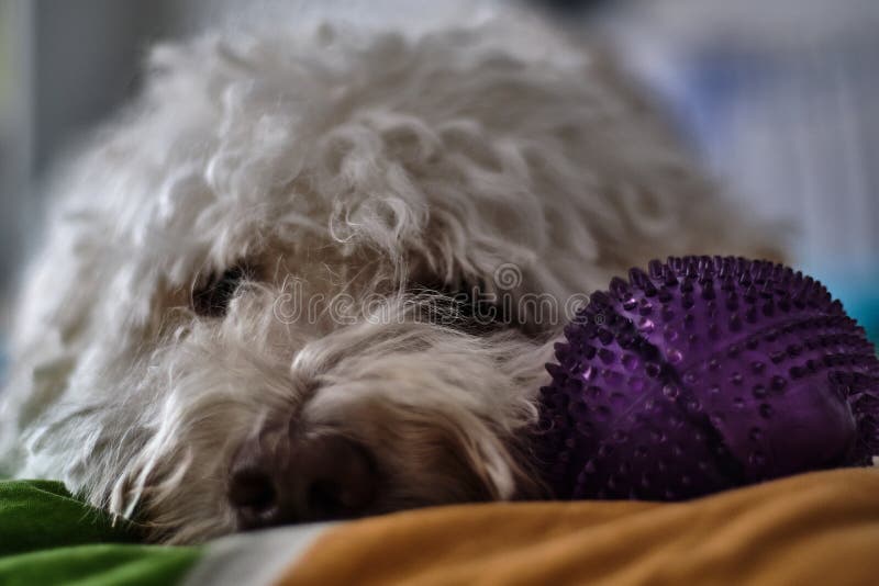 Cute Bichon Frise Lying with a Toy Stock Image - Image of expression ...