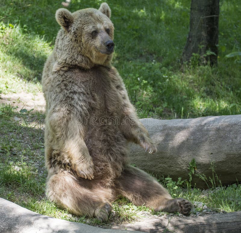 Cute Big Brown Bear Sitting in the Park Stock Image - Image of animal ...