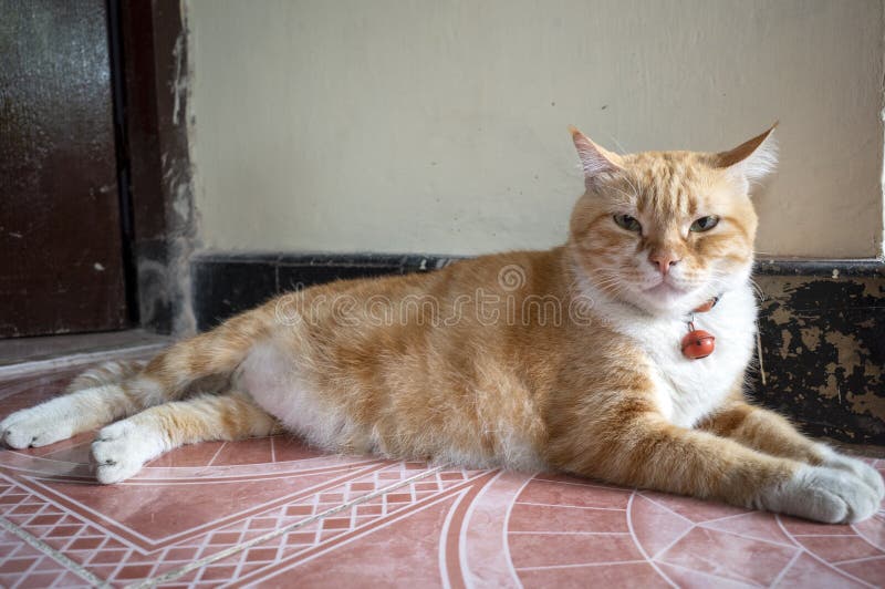 A Cute Big Brown Cat with Red Necklace Lying on the Floor Stock Photo ...