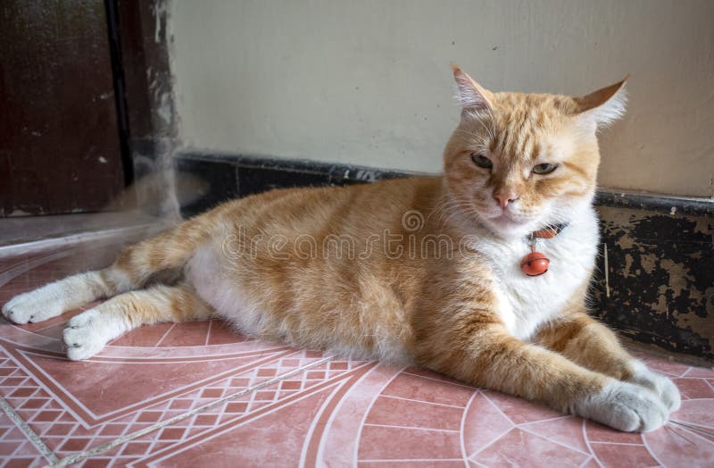 A Cute Big Brown Cat with Red Necklace Lying on the Floor Stock Image ...