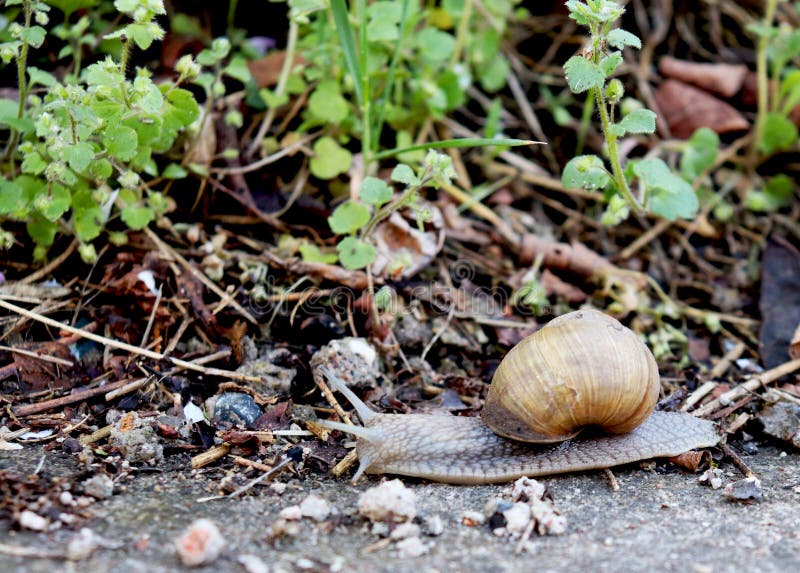 Cute big snail stock photo. Image of house, closeup - 117740558