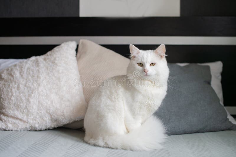Cute Big White Cat with Fluffy Tail Sitting on the Bed Stock Image ...