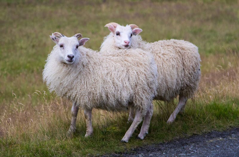 Cute Big White Ram Sheep Standing in the Road and Looking with Interest ...