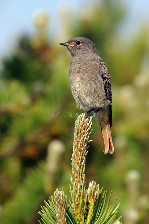 Cute bird stock photo. Image of feather, wildlife, brown - 29553500