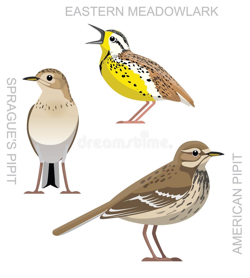 Cute Bird American Pipit Set Cartoon Vector Stock Vector - Illustration ...