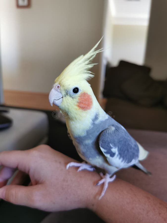 Cute Bird stock image. Image of pets, bird, animals - 177238837