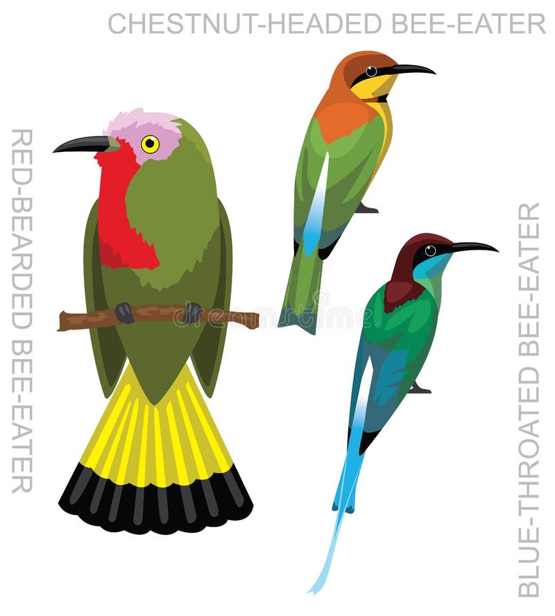 Cute Bird Asean Bee-Eater Set Cartoon Vector Stock Vector ...