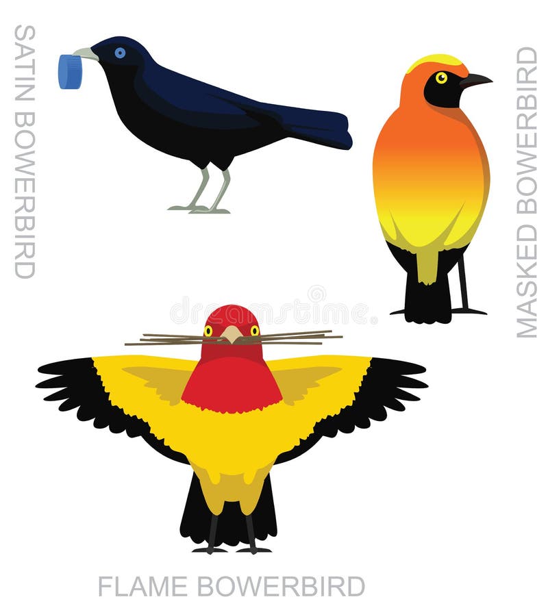 Cute Bird Bowerbird Set Cartoon Vector Stock Vector - Illustration of ...