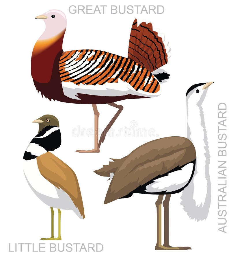 Cute Bird Bustard Set Cartoon Vector Stock Vector - Illustration of ...