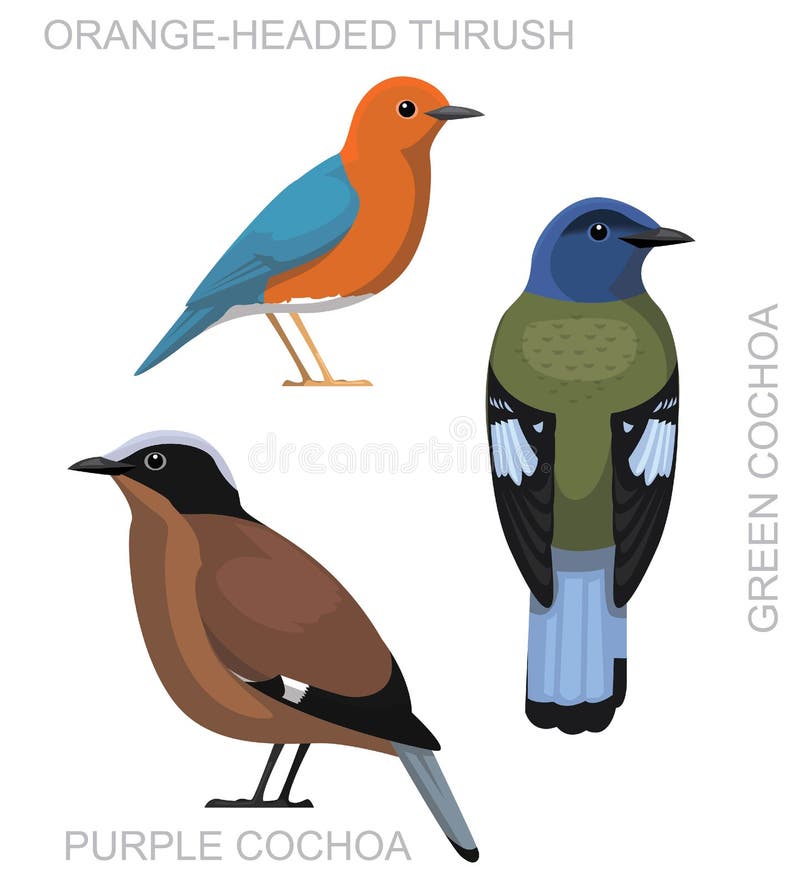 Cute Bird Cochoa Thrush Set Cartoon Vector Stock Vector - Illustration ...