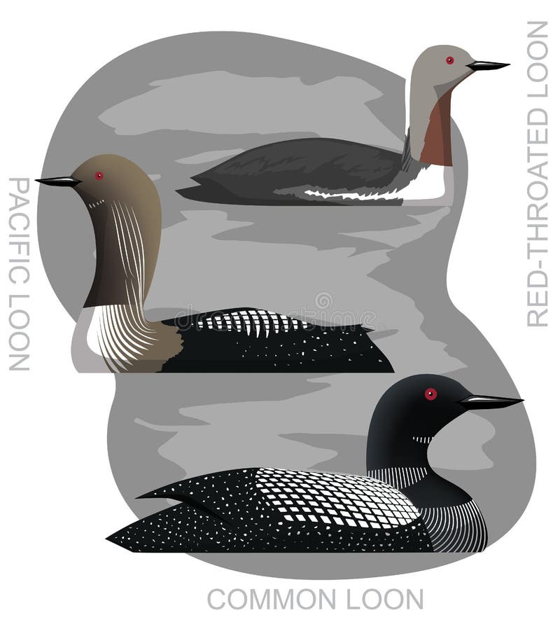 Loon Bird Stock Illustrations – 138 Loon Bird Stock Illustrations ...