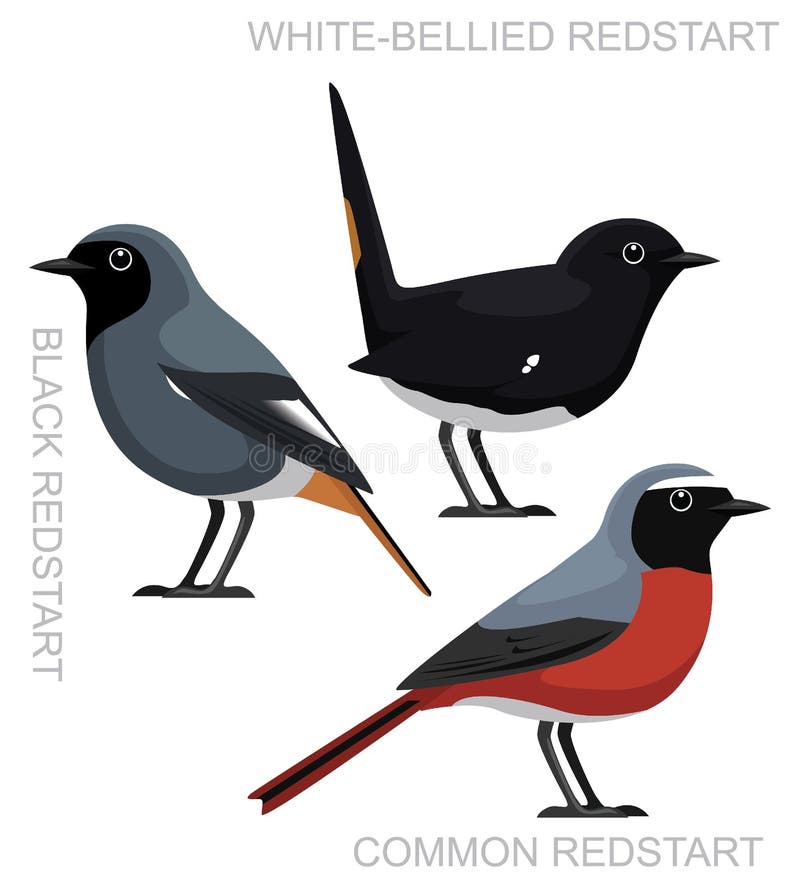 Cute Bird Common Redstart Set Cartoon Vector Stock Vector ...