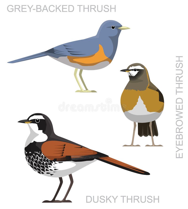 Cute Bird Dusky Thrush Set Cartoon Vector Stock Vector - Illustration ...