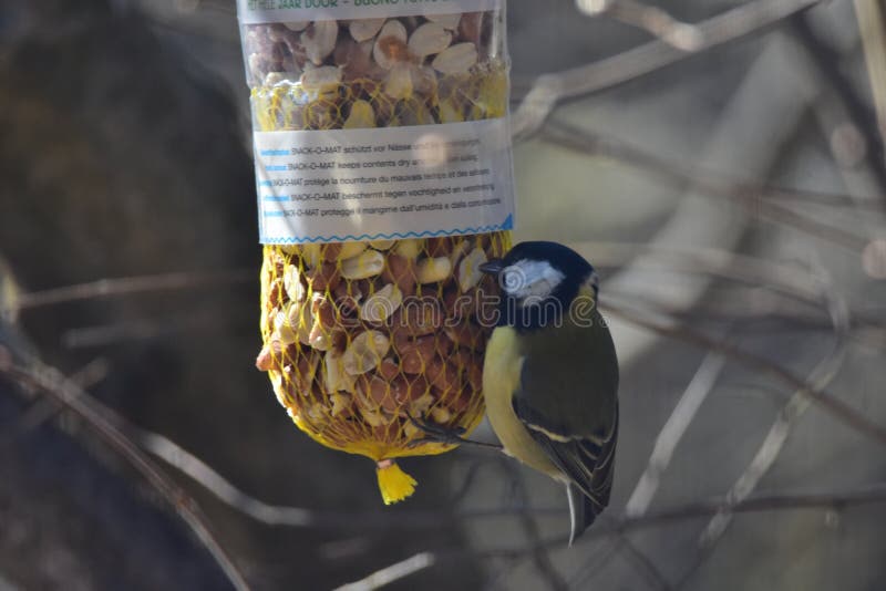 Cute bird eating nuts stock image. Image of beauty, garden - 142795747