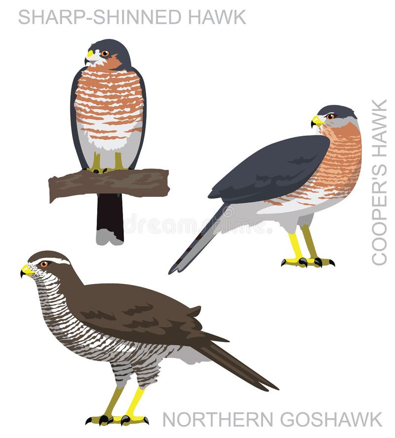 Cute Bird Falconry Accipiter Goshawk Set Cartoon Vector Stock Vector ...