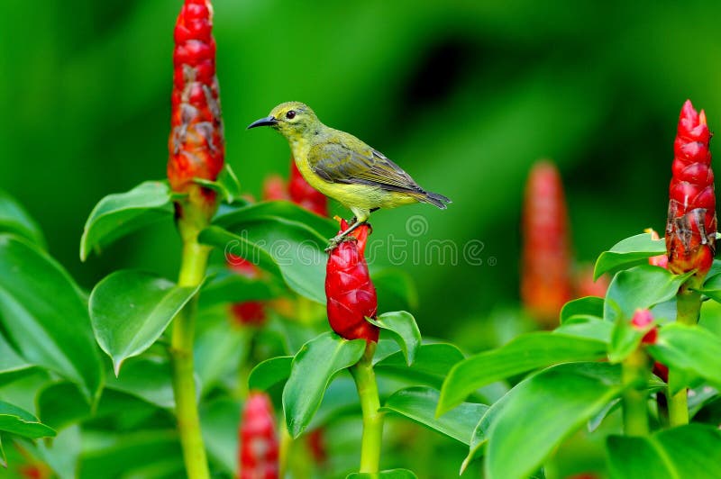Sunbird Cute Bird with Flower in the Garden Stock Photo - Image of ...