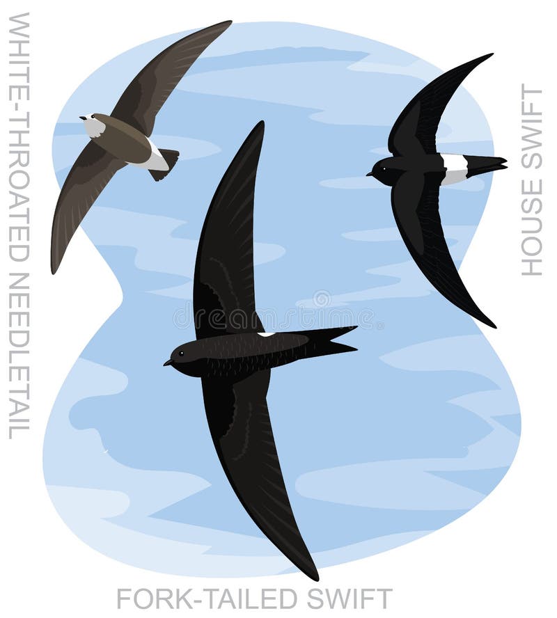 Cute Bird House Swift Set Cartoon Vector Stock Vector - Illustration of ...