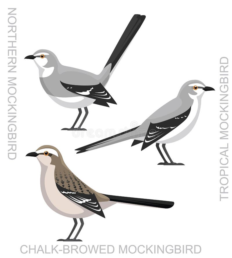 Cute Bird Mockingbird Set Cartoon Vector Stock Vector - Illustration of ...