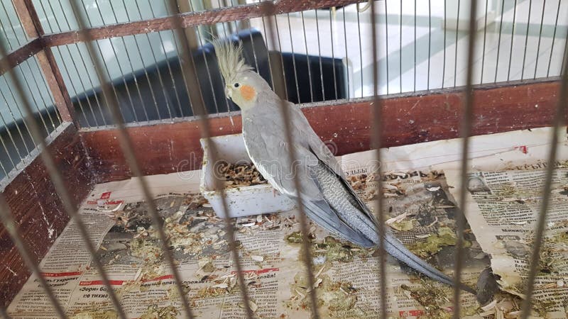 Cute bird in nest editorial photography. Image of dates - 152951127