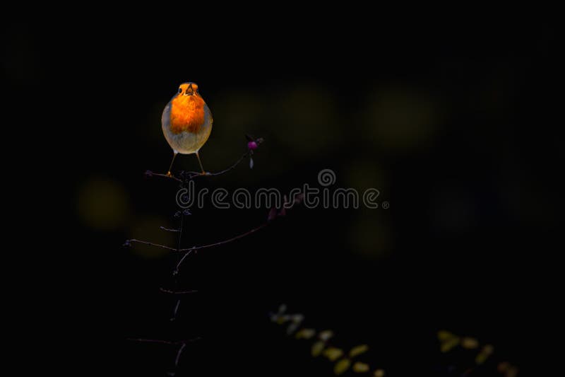 Cute Bird Robin. Nature Background. Stock Image - Image of tree, color ...