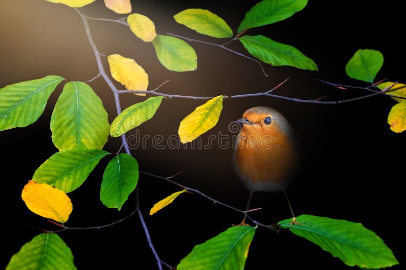 Cute Bird Robin. Nature Background. Stock Image - Image of beauty ...