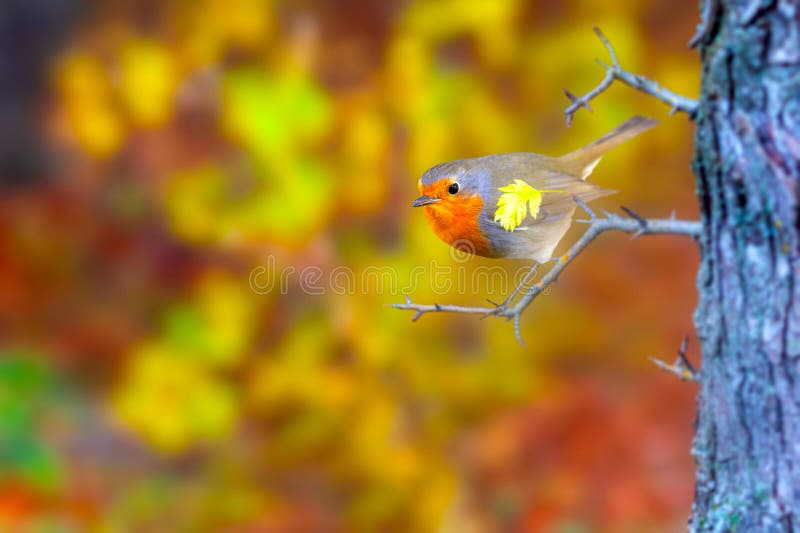 Cute Bird Robin. Nature Background. Stock Image - Image of great, light ...