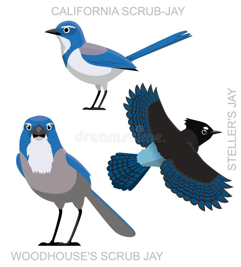 Cute Bird Scrub Jay Set Cartoon Vector Stock Illustration ...