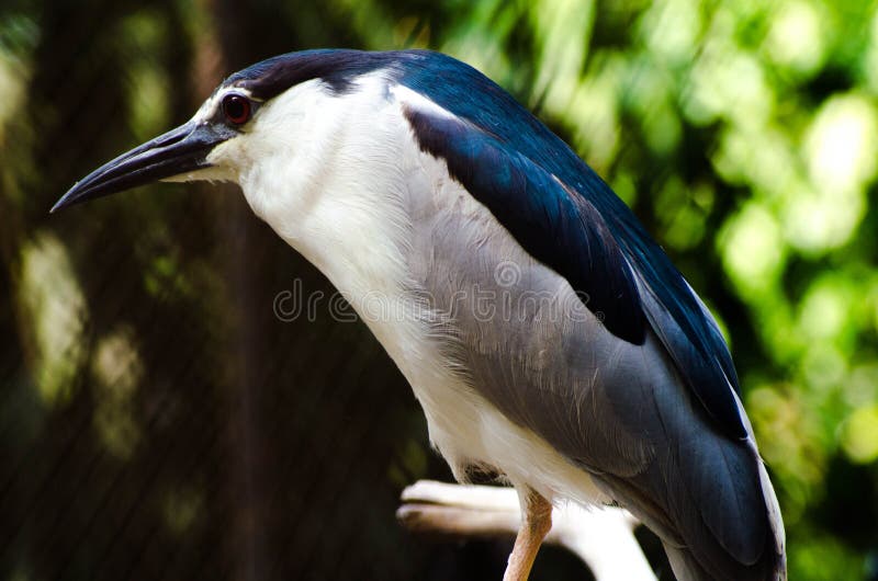 Cute Bird and Sharp Bird Photo Stock Image - Image of water, birds ...